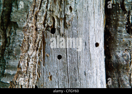 Holes in wood; Made by Boring Beetle Larvae UK Stock Photo - Alamy