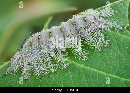 Close up grey caterpillar covered in defensive spines, photographed on ...