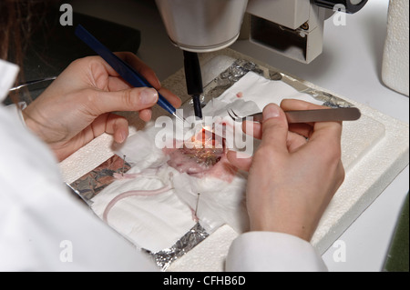 Biologist dissecting mouse in laboratory during biology research Stock ...