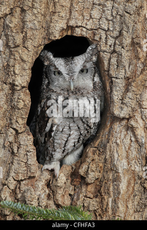 Eastern screech owl - Megascops asio Stock Photo - Alamy