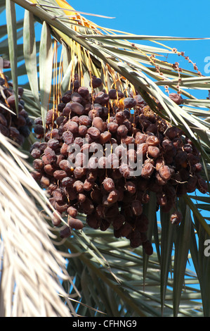 Date palms, Siwa, Egypt Stock Photo - Alamy