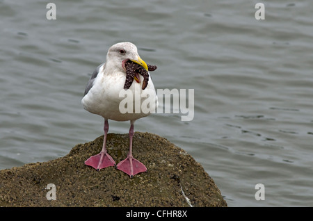 Western gull eating a seastar Stock Photo - Alamy