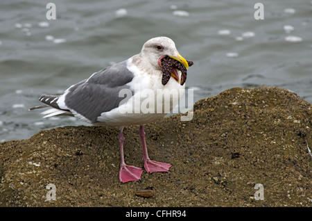 Western gull eating a seastar Stock Photo - Alamy