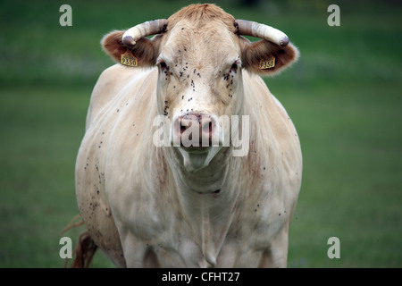 Cattle in a field on a french farm, example of agriculture or farming ...