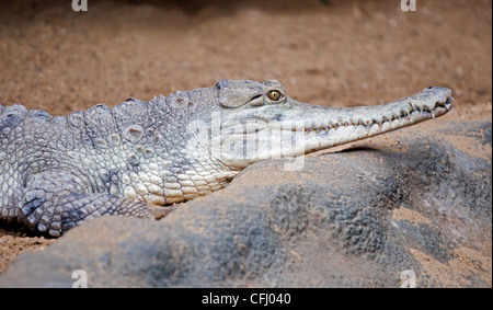 Slender-snouted crocodile, Crocodylus cataphractus, native to west ...