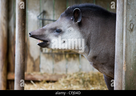 Tapir, growling, snarling and baring teeth Stock Photo - Alamy