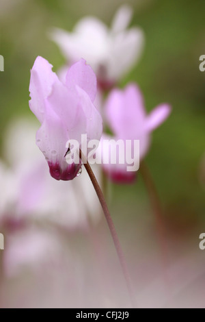 Persian Violets (Cyclamen persicum), Photographed in Israel Stock Photo ...