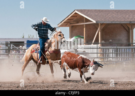 Team steer roping, Siksika Nation Rodeo, Gleichen, Alberta, Canada ...