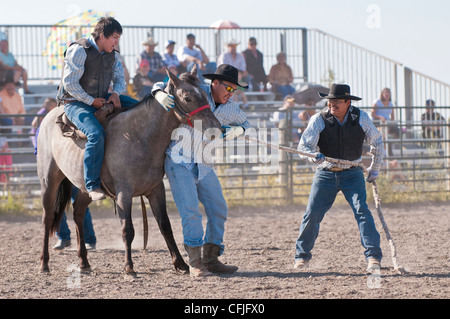 Wild horse round-up, Siksika Nation Rodeo, Gleichen, Alberta, Canada ...