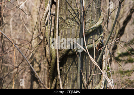 Vines growing up a tree Stock Photo - Alamy