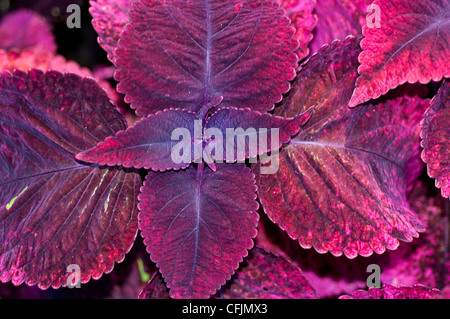 Leaves of deep violet, purple, pink Coleus ornamental plant, Painted ...