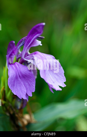 Perennial herbaceous plant of Roscoea capitata with blue purple violet ...
