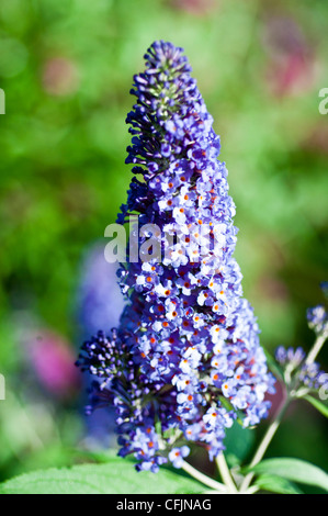 Butterfly bush (Buddleja davidii Stock Photo - Alamy