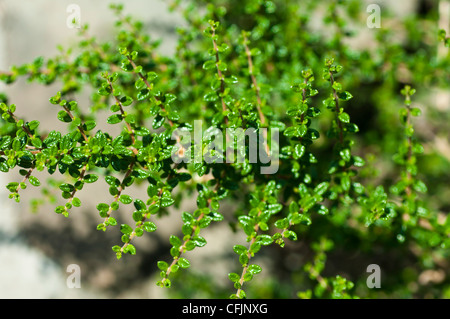 Green plant of Moujean tea, Nashia inaguensis, Verbenaceae Stock Photo ...