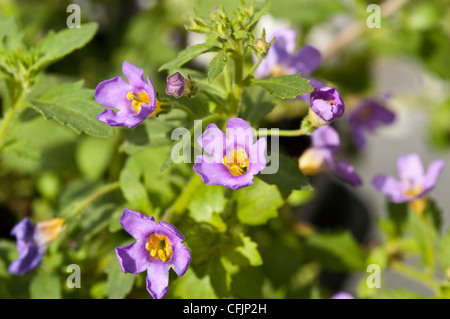 Pale violet blue yellow small flowers of Bacopa, Sutera Cordata var ...