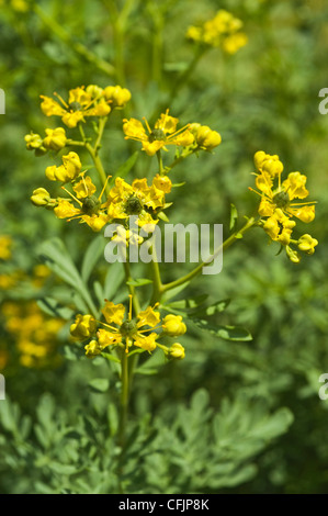 Rue flowers (Ruta graveolens Stock Photo - Alamy