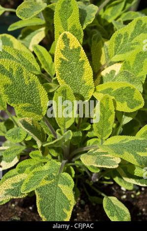 Salvia officinalis 'Aurea' golden sage Stock Photo - Alamy