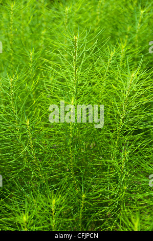 Green foliage of Amsonia Hubrichtii, Threadleaf bluestar Stock Photo ...
