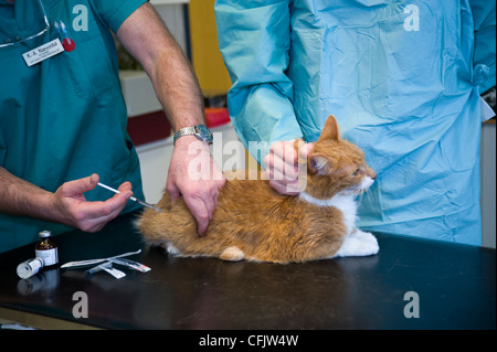 vet : cat getting injection Stock Photo - Alamy