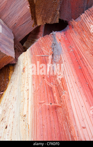 A massive Cedar tree that was infected with honey Fungus is chopped ...
