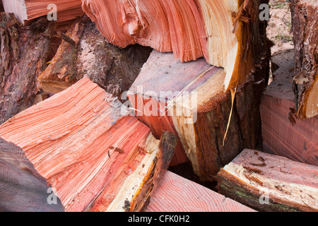 A massive Cedar tree that was infected with honey Fungus is chopped ...