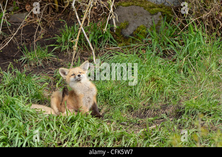 Fox kits at play, Wallowa Valley, Oregon Stock Photo - Alamy