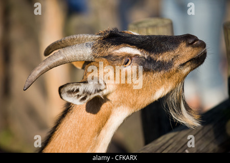 Domestic Goat , Scientific name Capra hircus Stock Photo - Alamy