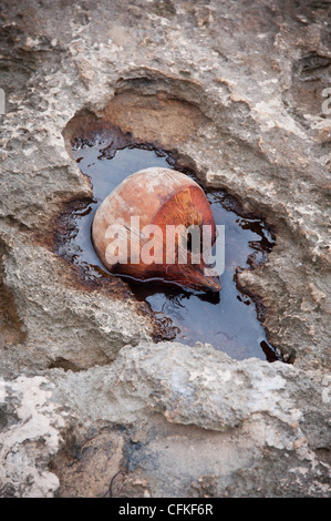 coconut on hawaiian beach Stock Photo - Alamy