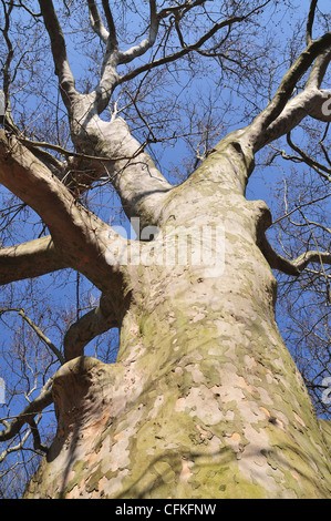 Big sycamore tree Stock Photo: 115467304 - Alamy