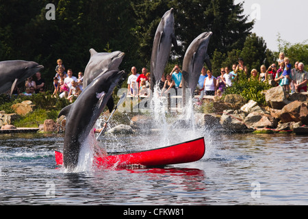 Female dolphin keeper in rowing boat having fun with Bottlenose ...