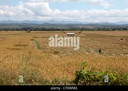 Rice farmer and field / padi in Thailand Stock Photo - Alamy