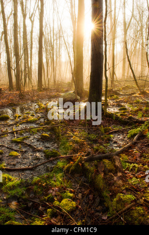USA, Pennsylvania, Poconos, Scenic view of forest Stock Photo - Alamy