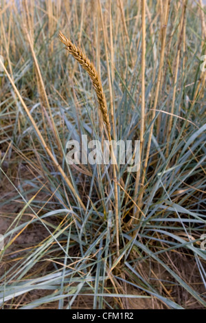Corn Grass growing on a beach (Zea mays Stock Photo - Alamy