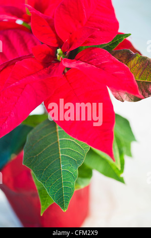 A vertical shot of a Christmas flower poinsettia isolated on white ...
