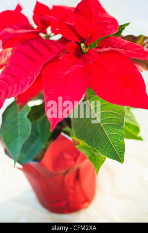 A vertical shot of a Christmas flower poinsettia isolated on white ...
