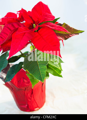 A vertical shot of a Christmas flower poinsettia isolated on white ...