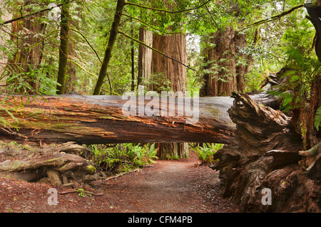 Root system of fallen Giant Sequoia, Sequoiadendron giganteum, in the ...