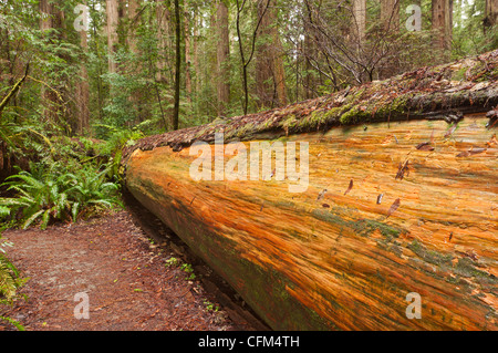 Root system of fallen Giant Sequoia, Sequoiadendron giganteum, in the ...