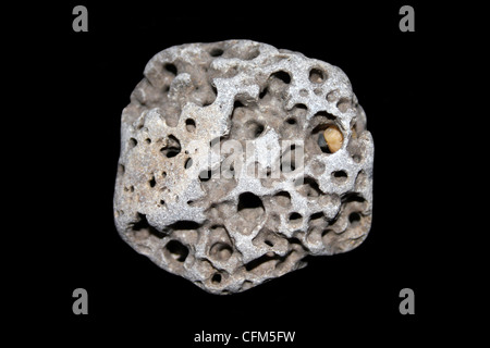 Boring Sponge. Cliona Celata. Sponges. Underwater marine life off the ...