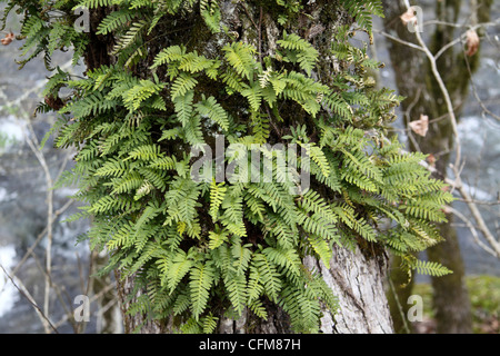 Resurrection Fern Pleopeltis polypodioides on Bald Cypress Taxodium ...