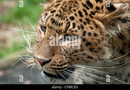 Female North Chinese leopard (headshot Stock Photo - Alamy