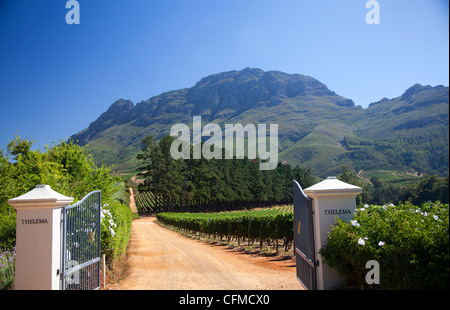 Thelema Wine Estate with Simonsberg Mountain behind Stock Photo - Alamy