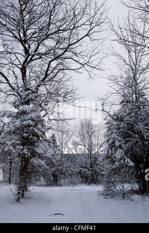 A snow-covered road surrounded by trees during sunset Stock Photo - Alamy