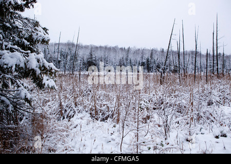 A winter wonderland in Gilmour, Ontario, Canada Stock Photo - Alamy