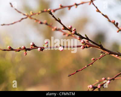 Tree buds beginning to bloom in spring Stock Photo - Alamy