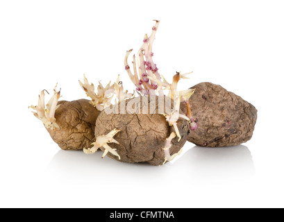 An over ripe sprouting potato isolated on a white background Stock ...