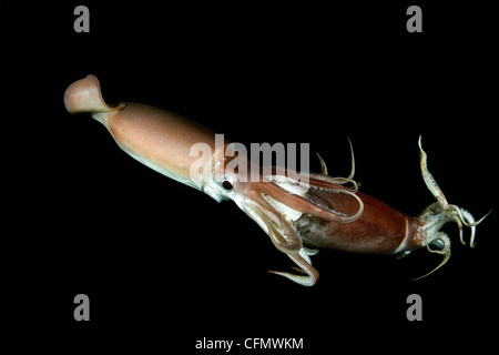 Jumbo or Humboldt squid, Dosidicus gigas, Sea of Cortez, Mexico Stock ...
