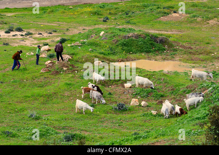 A Palestinian shepherd with his herd of sheep in the Jordan River ...