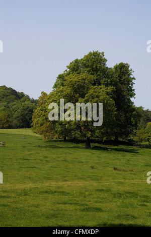Oak trees spring near Hare Hill Alderley Edge Cheshire England Stock ...