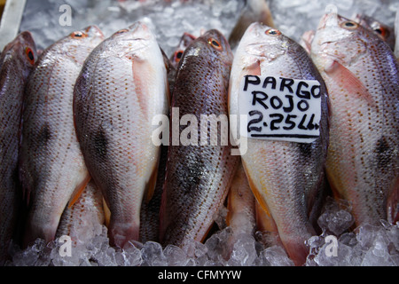 red snapper fish pargo Stock Photo - Alamy